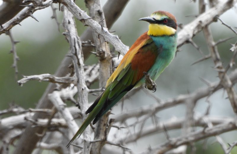 About - Intaba Indle