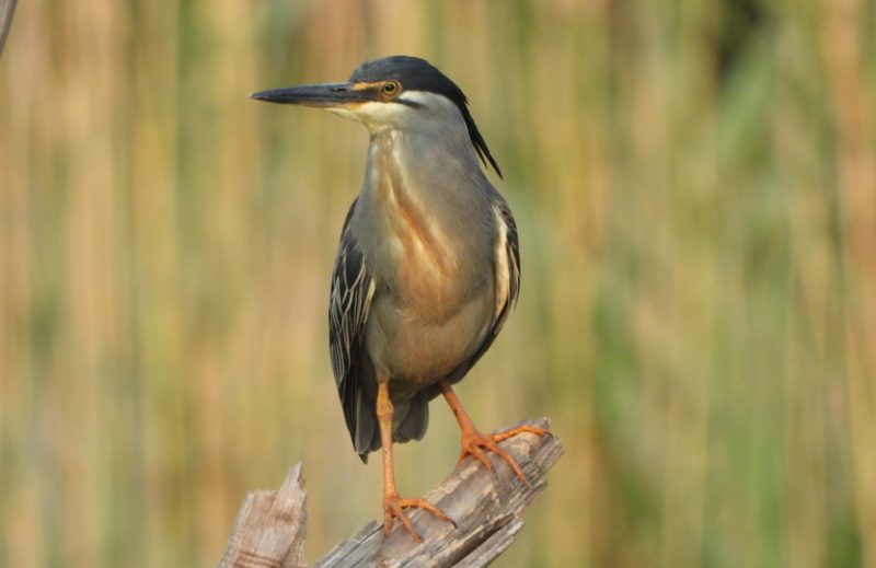 Gallery - Intaba Indle