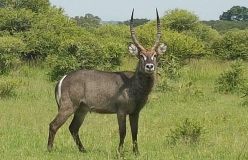 Gallery - Intaba Indle