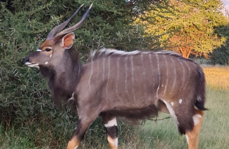 Gallery - Intaba Indle