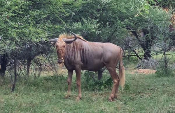 Gallery - Intaba Indle