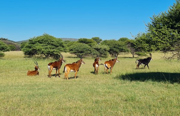 Gallery - Intaba Indle