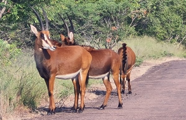 Gallery - Intaba Indle