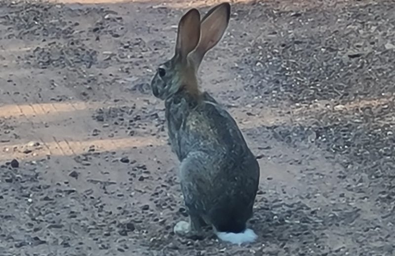 Gallery - Intaba Indle