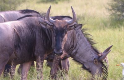 Gallery - Intaba Indle