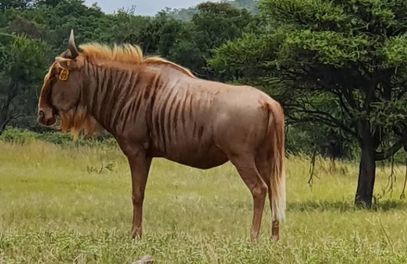 Gallery - Intaba Indle