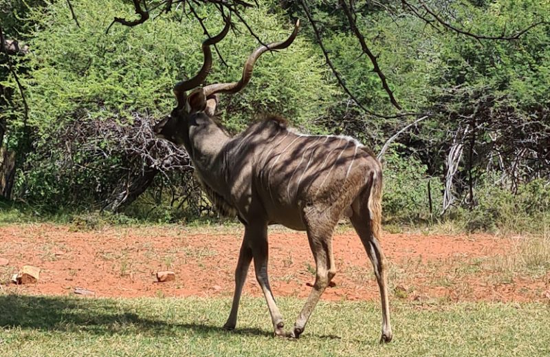 Gallery - Intaba Indle