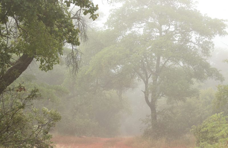 Gallery - Intaba Indle