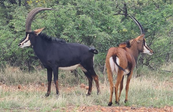 Gallery - Intaba Indle