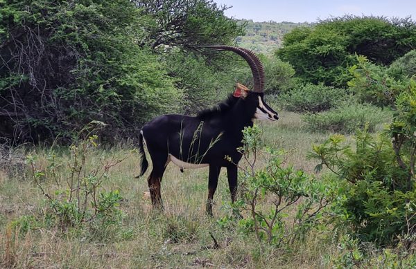 Gallery - Intaba Indle