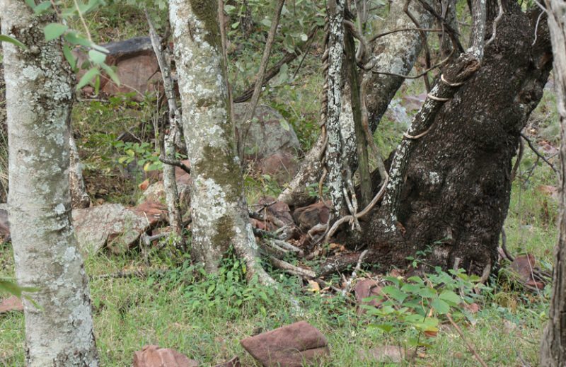 Gallery - Intaba Indle