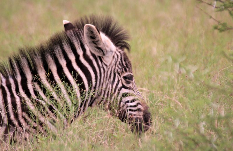 Gallery - Intaba Indle