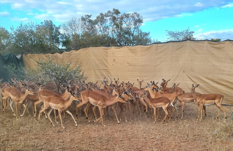 Game Management - Intaba Indle